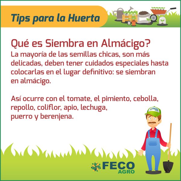 Qué es la siembra en almácigo? - Fecoagro