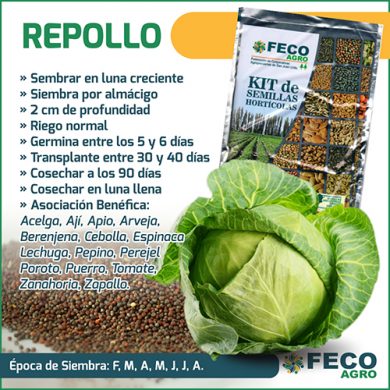 Cómo sembrar repollo en nuestra huerta - Fecoagro