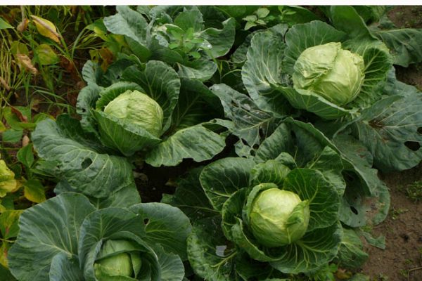 Cómo sembrar repollo en nuestra huerta - Fecoagro