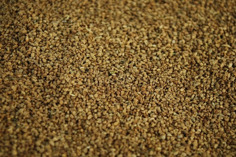 Apio Pascal Gigante - Fecoagro