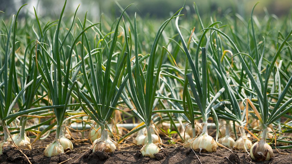 Cultivo, cuidados y siembra de la cebolla - Fecoagro Cultivo, cuidados y siembra de la cebolla - Fecoagro