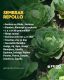 Cómo sembrar repollo en nuestra huerta - Fecoagro